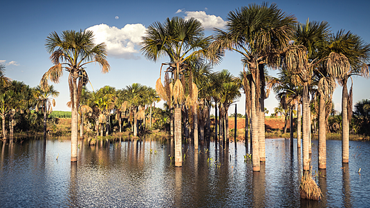 Buriti Tree | Eco-Friendly Jewellery | Treasures of Brazil