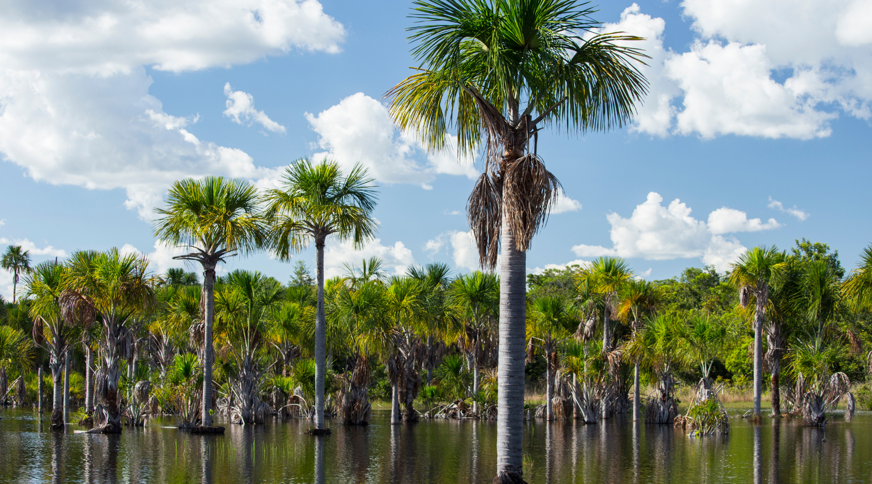Guilt-Free Glamour: The Sustainable Luxury of Buriti – Treasures of Brazil